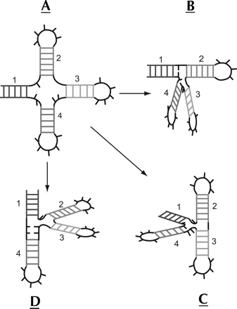 Coaxial Stacking | EteRNA Wiki | Fandom