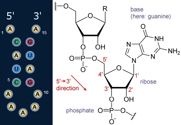 Directionality of RNA | EteRNA Wiki | Fandom