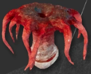 Star Polyp | The Eternal Cylinder Wiki | Fandom