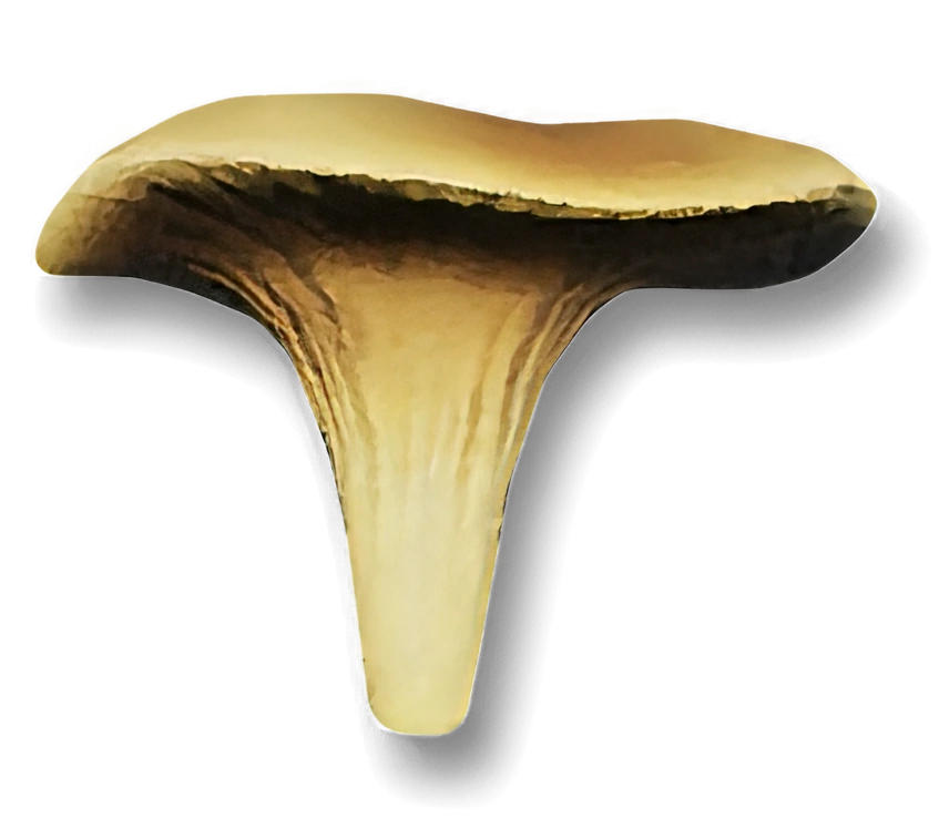 Earth Ear | The Eternal Cylinder Wiki | Fandom