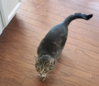 Fred (cat) | Ethan and Braden Productions Wiki | Fandom