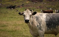 Chiroc | Etharia Wiki | Fandom