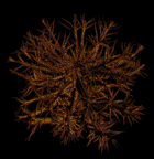 Wall of Thorns/1.03.25 | Warlords Battlecry Wiki | Fandom
