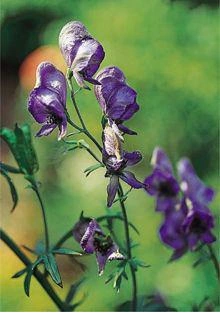 Aconitum ferox | Etnobotanika Wiki | Fandom