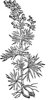 Aconitum ferox | Etnobotanika Wiki | Fandom