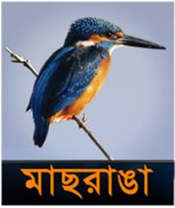 Maasranga TV ETV GSPN Bangla Wiki Fandom