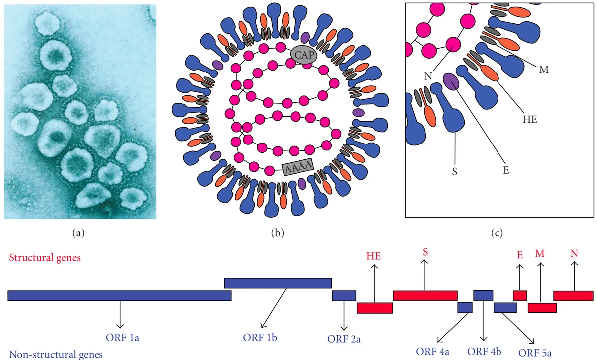 Betacoronavirus Genus | Eukaryote Wiki | Fandom