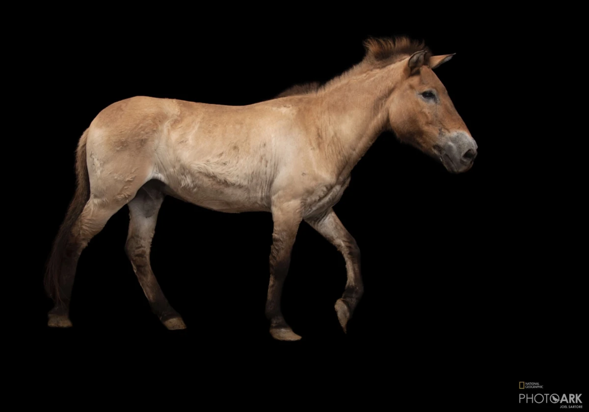 Equus Genus | Eukaryote Wiki | Fandom