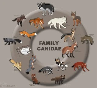 Canidae Family | Eukaryote Wiki | Fandom