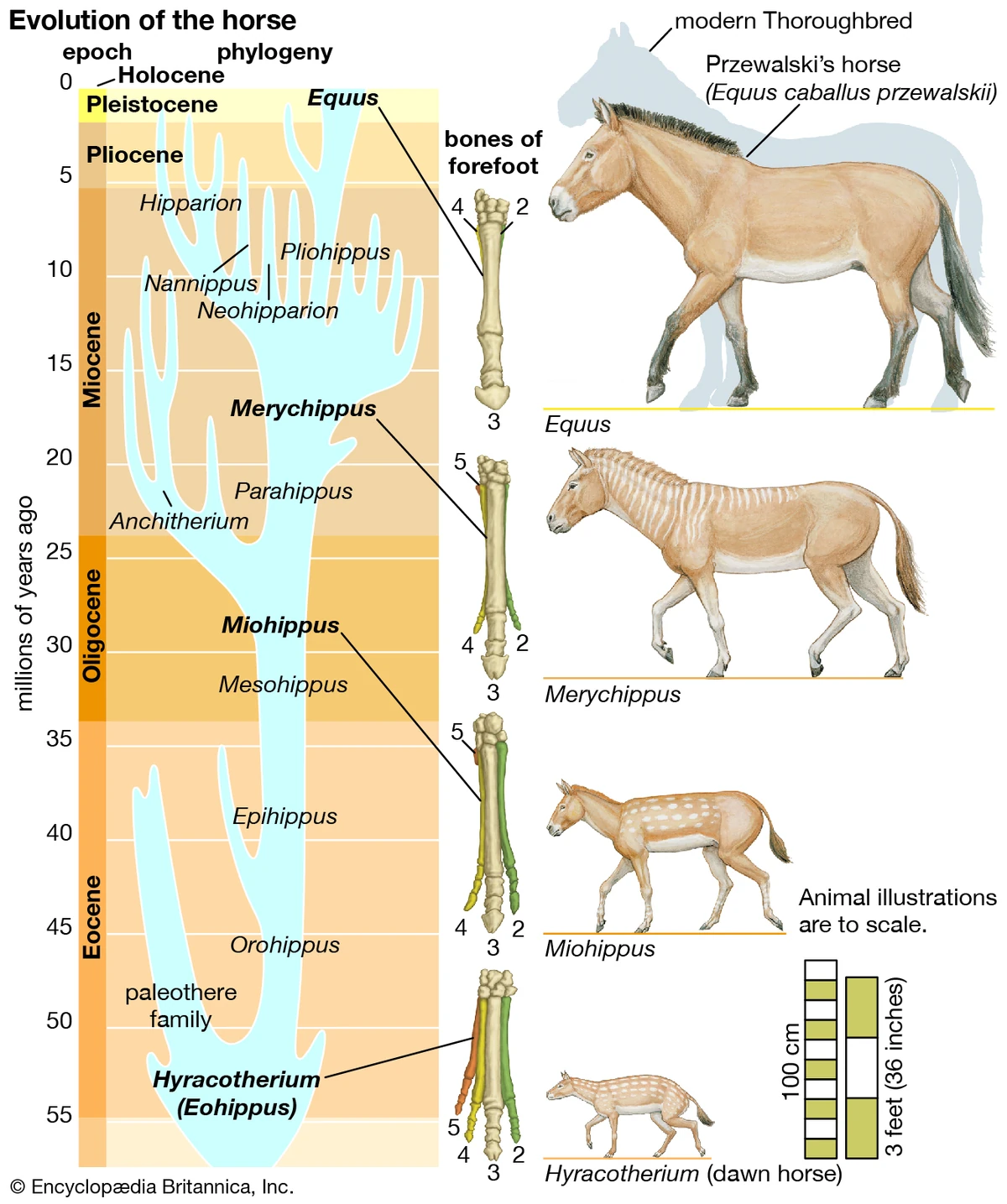 Equus Genus/Evolution | Eukaryote Wiki | Fandom