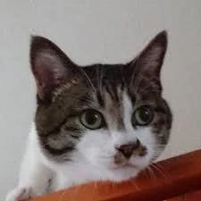 Hassy | Eurobeat Wiki | Fandom