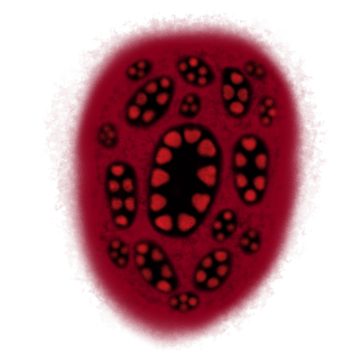 Koavo | Evacuate Wiki | Fandom