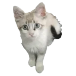 Blackberry | Evade Fanmade Nextbots Wiki | Fandom