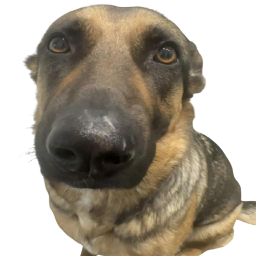 Whining Dog | Evade Fanmade Nextbots Wiki | Fandom