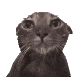 Wet Cat | Evade Fanmade Nextbots Wiki | Fandom