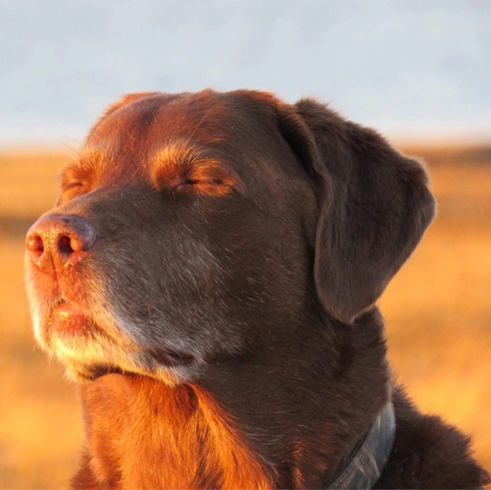 Let Me Know | Evade Fanmade Nextbots Wiki | Fandom