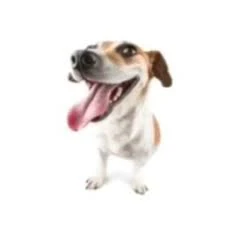 User blog:0xUNDEADBEEF/funny dog images | Evade Wiki | Fandom