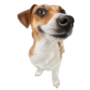 Wenomechainsama | Wiki Evade Roblox | Fandom