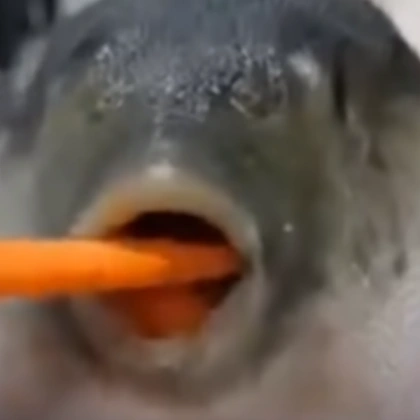 Pufferfish | Roblox Evade Wiki | Fandom