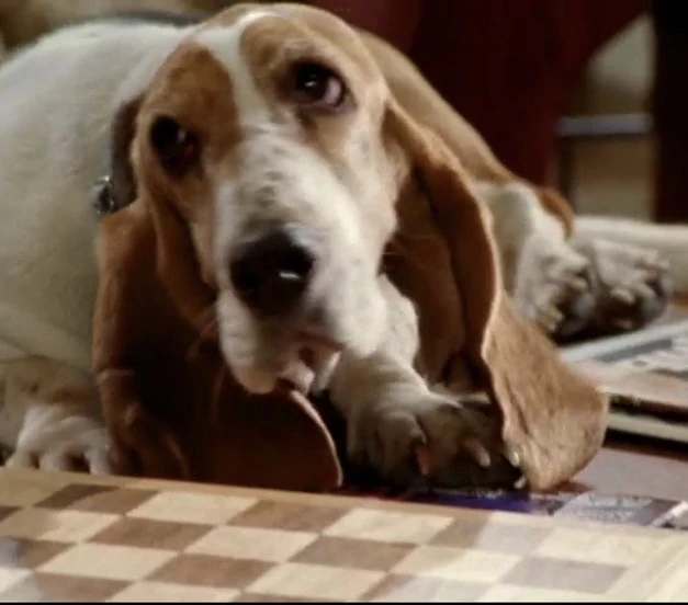 Beagle | Even Stevens Wiki | Fandom