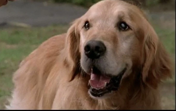 Rex | Even Stevens Wiki | Fandom