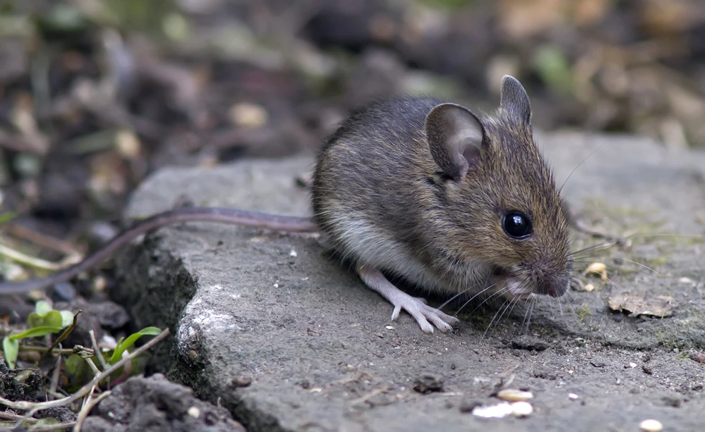 Remiges Fowl | Ever After High Fandom Wiki | Fandom