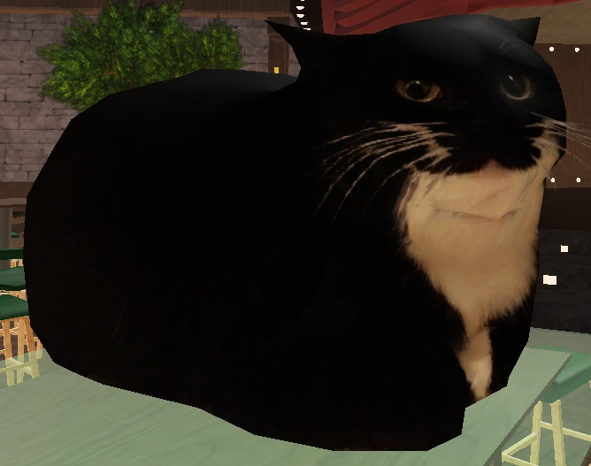 Cat | Evergreen Bar Wiki | Fandom