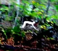 The Rake | EverymanHYBRID Wiki | Fandom