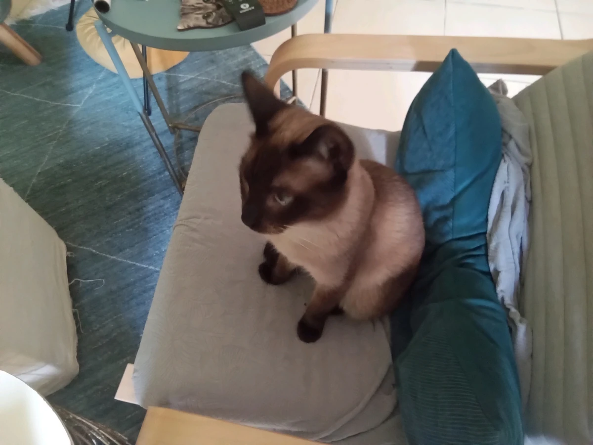 Simo | Everything about blueberry Wiki | Fandom