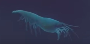Krill | Everything Encyclopedia Wiki | Fandom