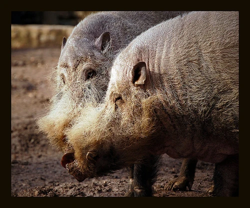 Napoleon (Animal Farm) | Everything ever Wiki | Fandom