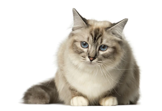 Robinwing WC | Everything Warriors Wiki | Fandom