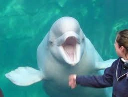 Baluga Whale | Everything Wiki Wikia Wiki | Fandom