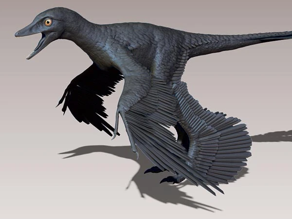 Microraptor | Everything Dinosaurs Wiki | Fandom