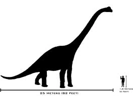 Brachiosaurus | Everything Dinosaurs Wiki | Fandom