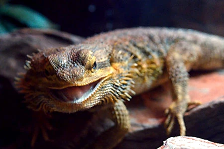 Eli | Evil Dead Wiki | Fandom