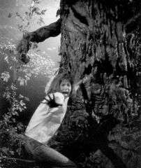 Demonic Tree | Evil Dead Wiki | Fandom