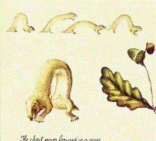 Chirit | Wikia Evolución de animales | Fandom