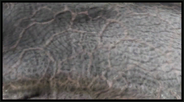 Albino (Wraith) - Official Evolve Wiki