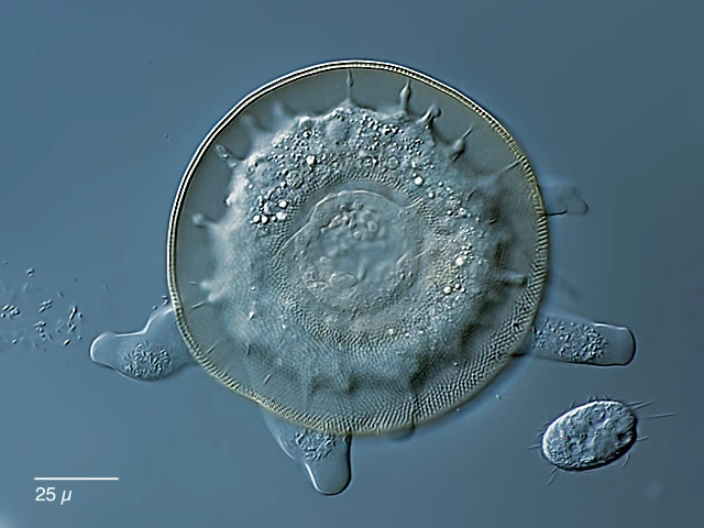 Unikont | Evolve! Wiki | Fandom