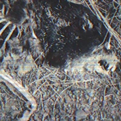 Datacat | Exociety Wiki | Fandom