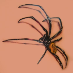 Scout 'Sergeant' Spider | Exodyus.Org Wiki | Fandom