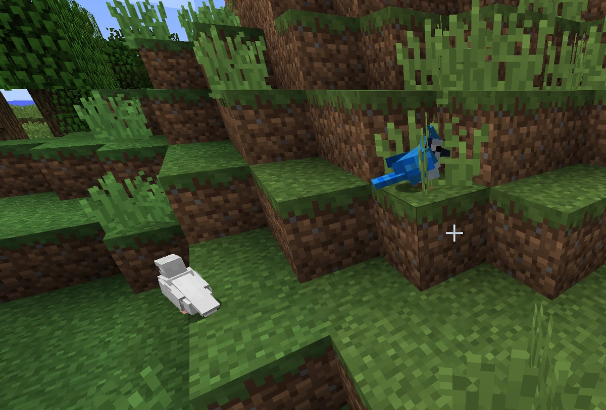 Blue Jay | Exotic Birds Wikia | Fandom