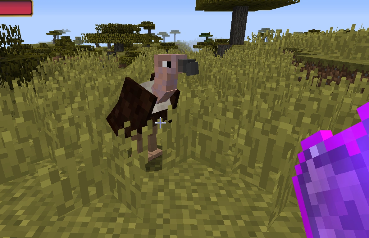 Vulture | Exotic Birds Wikia | Fandom