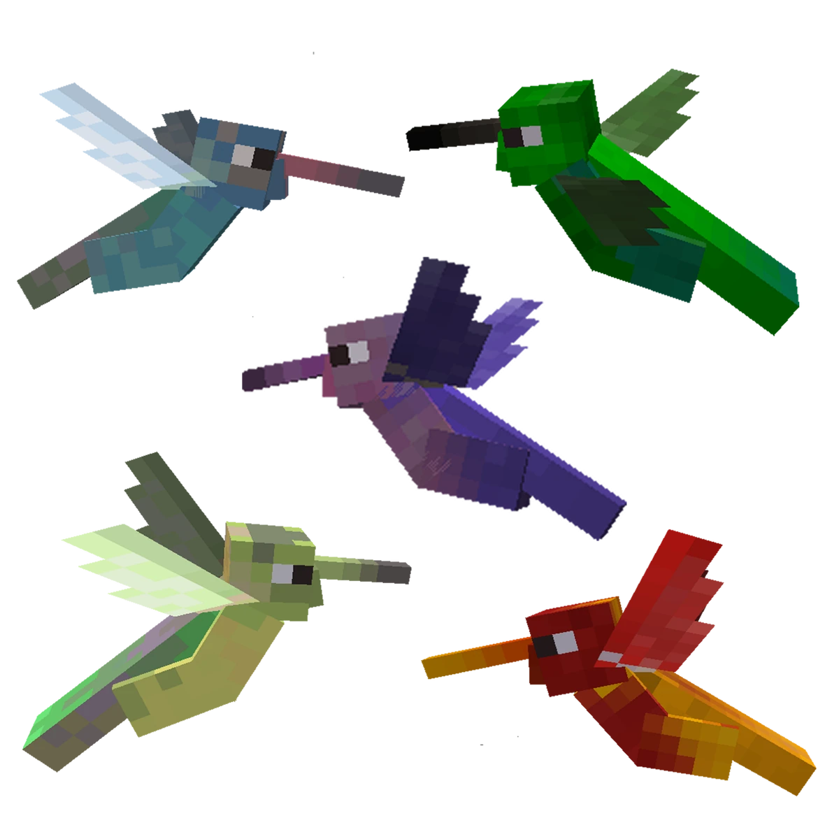 Hummingbird | Exotic Birds Wikia | Fandom