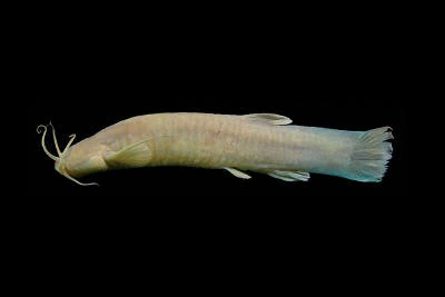 Blind Cave Catfish