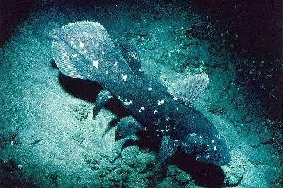 Coelacanth | Exotic Fish Wiki | Fandom