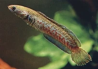 Borna Snakehead | Exotic Fish Wiki | Fandom