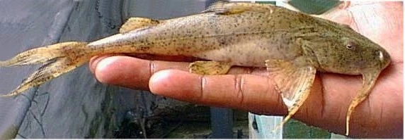 Bagarius bagarius | Exotic Fish Wiki | Fandom