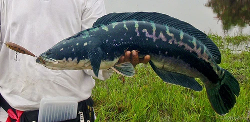 Snakehead Fish Walking On Land Video